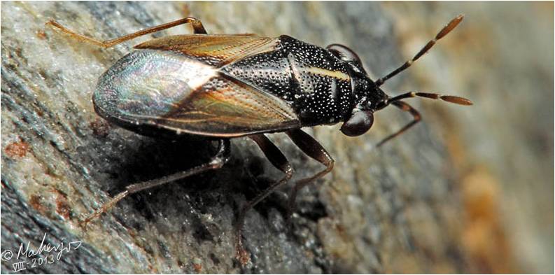 Biodiversidad Costa Granadina y ... (Fauna): Chinche veteada (Geocoris ...
