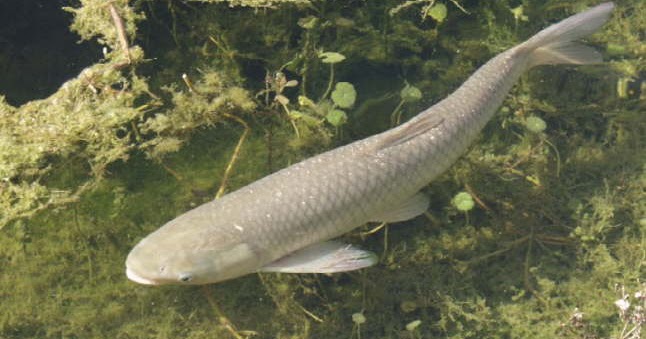 Amur i ribolov amura