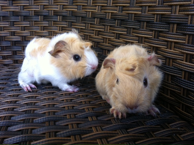 littlefurryones: Sheeba Mini Yak babies - ADOPTED