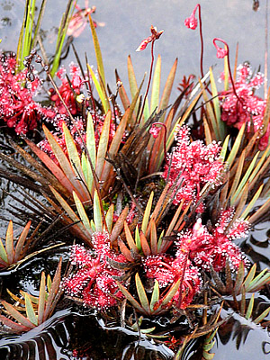 Explore Majestic Mount Roraima: Up, Up, and Away!