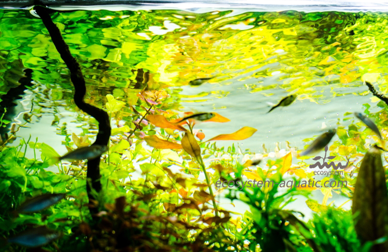 Ecosystem Aquatic: Gallery