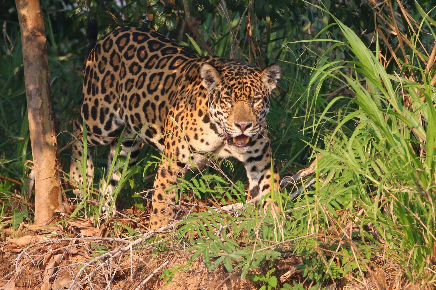 Tom Hince - Adventures with Birds & other stuff