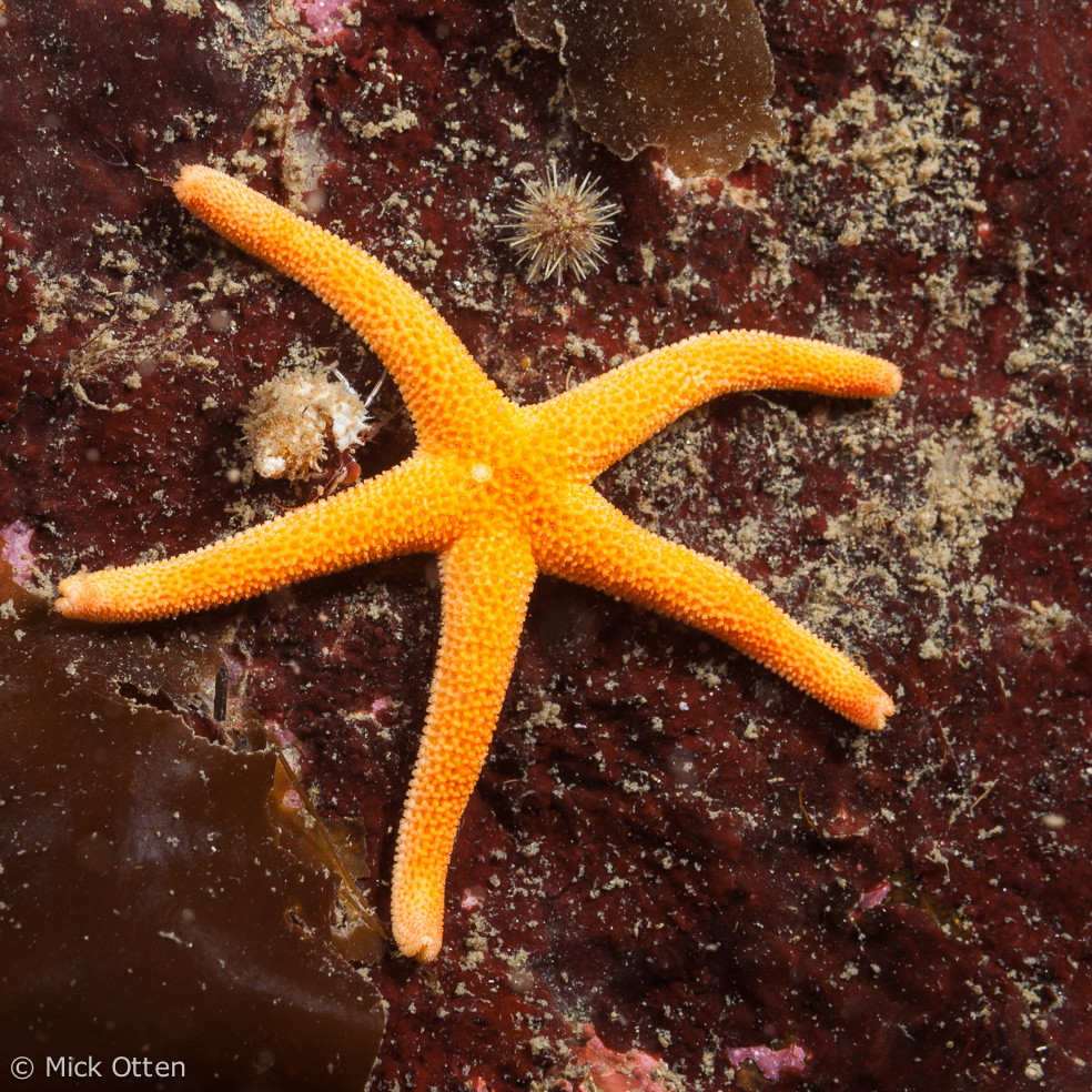 Mick's marine biology: Sea stars of Vancouver Island - part 3