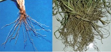 a tricolina biologa: organografia