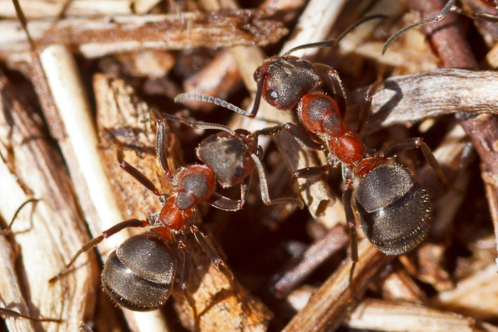 Species of UK: Week 20: Wood ants ('Formica rufa' group)
