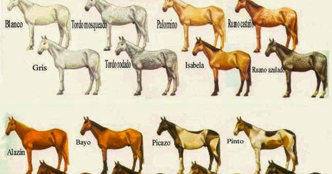 Caballos: Mejores razas de Caballos