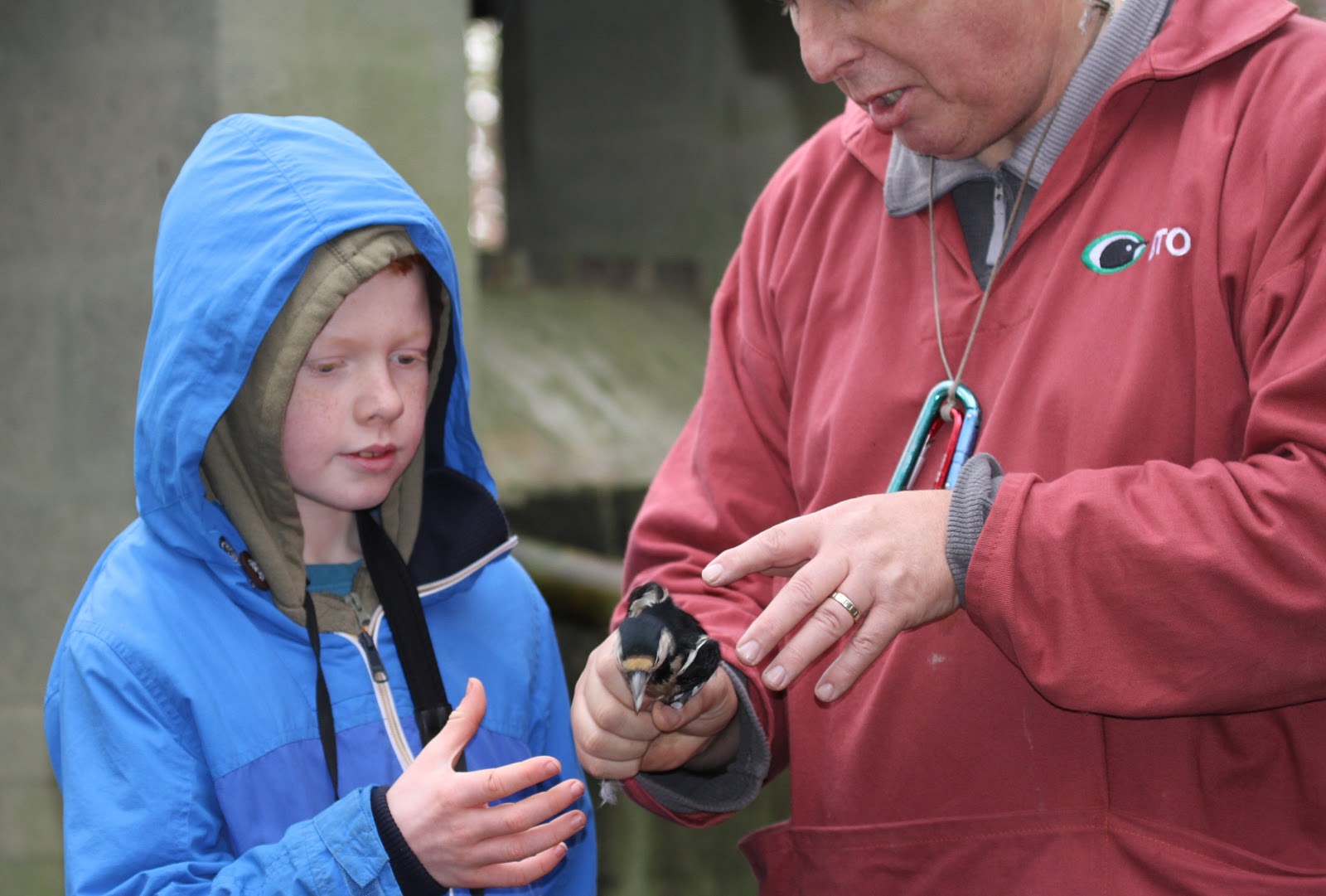 Wilde About Birds: Meeting The BTO At Martin Mere Bird Fair
