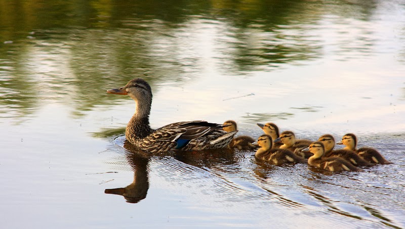 Happenings in Mrs. Wade's 5th Grade!