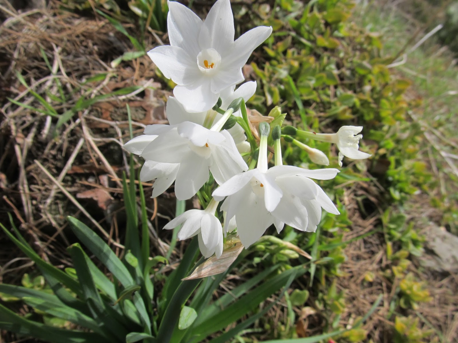 Cittaslow Botanik Park: NERGİS ÇİÇEĞİ VE HİKAYESİ