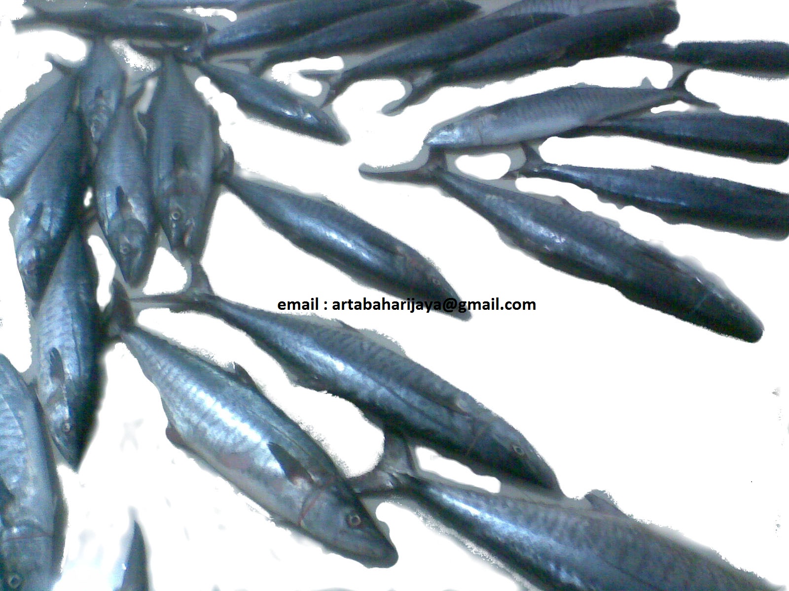 IKAN EKSPOR: IKAN TENGGIRI