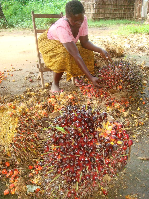 MAANDALIZI YA MAFUTA YA MAWESE MALINYI. | MTANDA BLOG