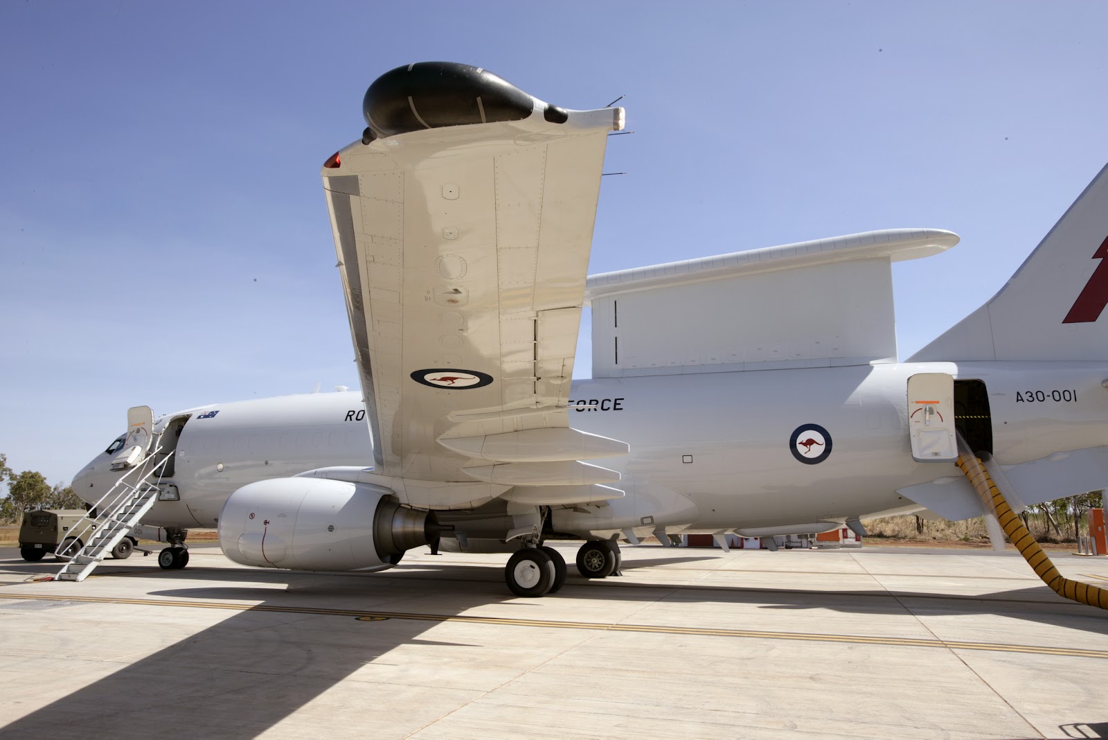 Bacterios Club: Wedgetail.-