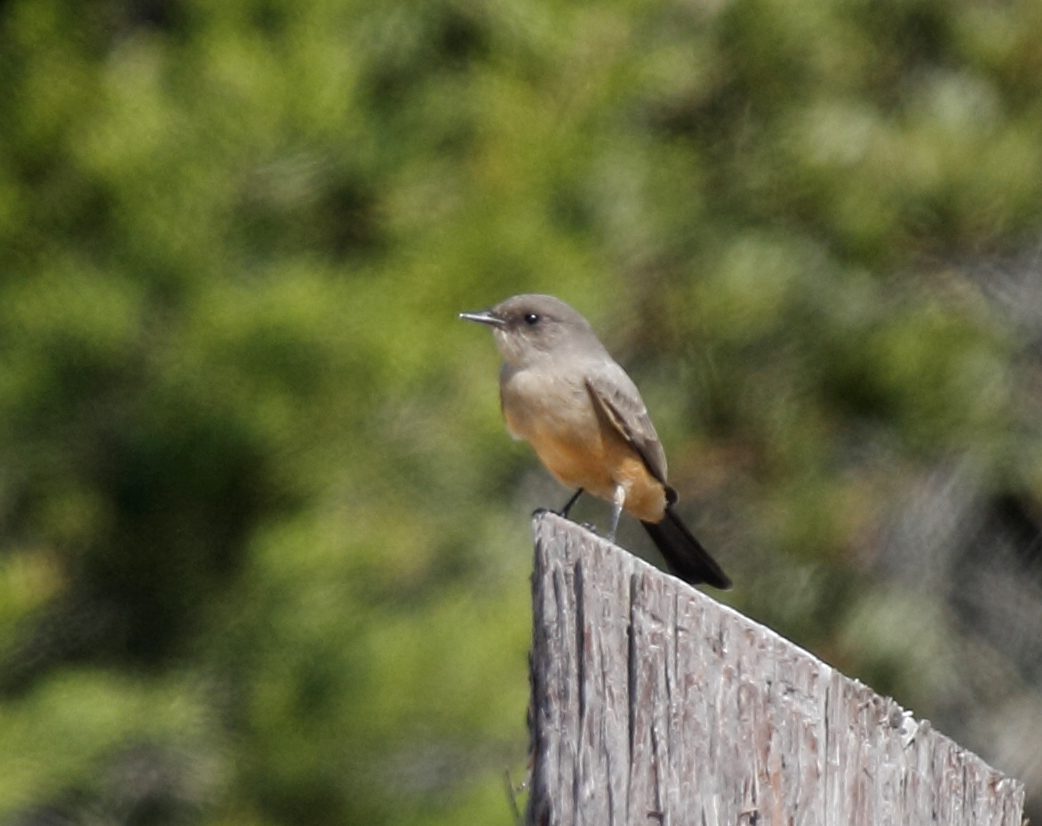 Philly Bird Nerd : Can You Say Phoebe? (FEE-bee)
