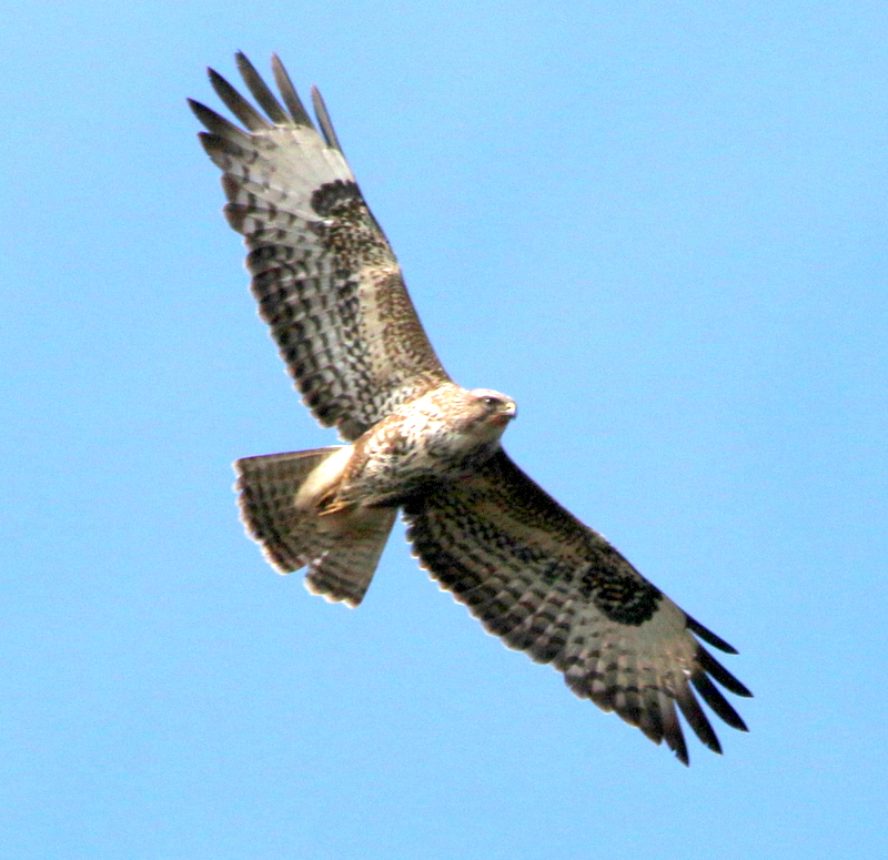 WEST YORKSHIRE BIRDING: Fly Flatts, day of the raptors.