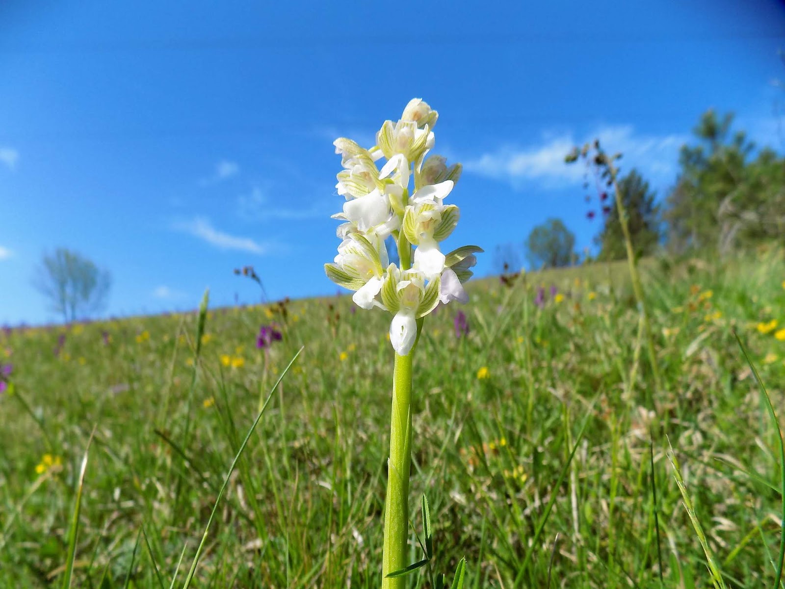 Divlje orhideje u okolini Kraljeva