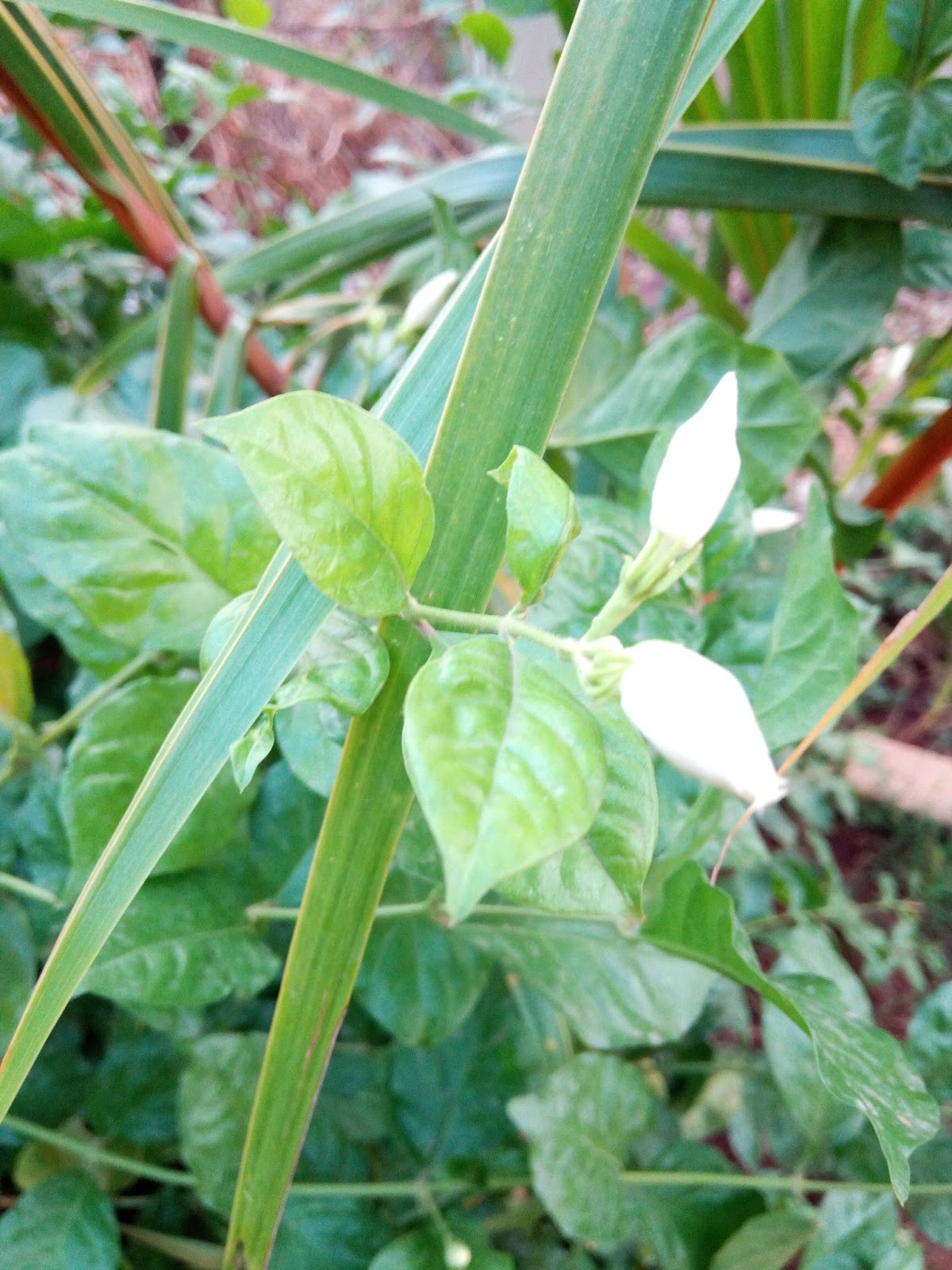 Garden Care Simplified: Mogra Flowering Plants Summer Care for Keeping ...