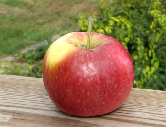 Frostbite vs. Wickson smackdown - Adam's Apples