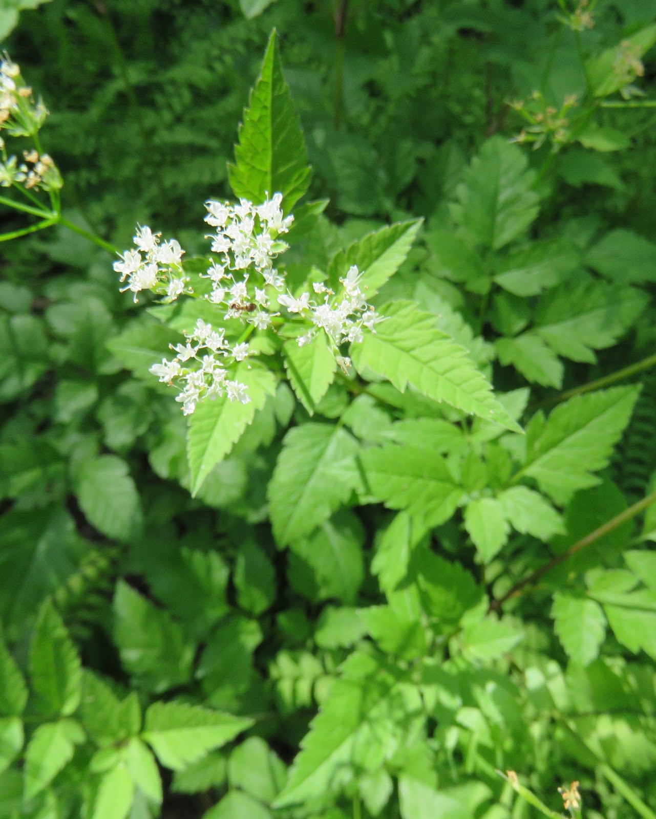 Native Plant Marcia: Wild Sweet Cicely Osmorhiza claytonii