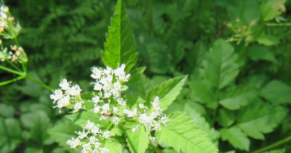 Native Plant Marcia: Wild Sweet Cicely Osmorhiza claytonii