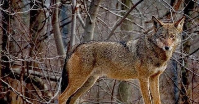 White Wolf : Red Wolf Pack Howling (Video)