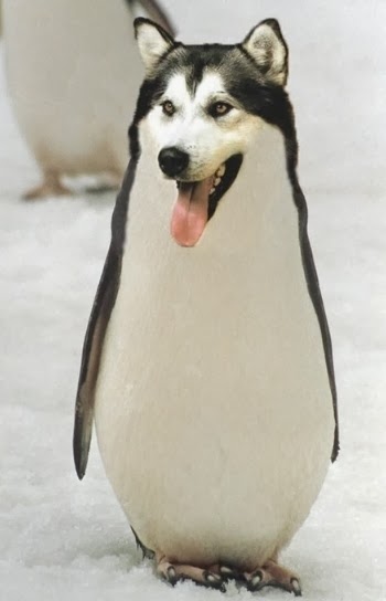 Core French with Mme Batchelor: Les animaux mélangés