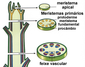 Morfologia De Plantas