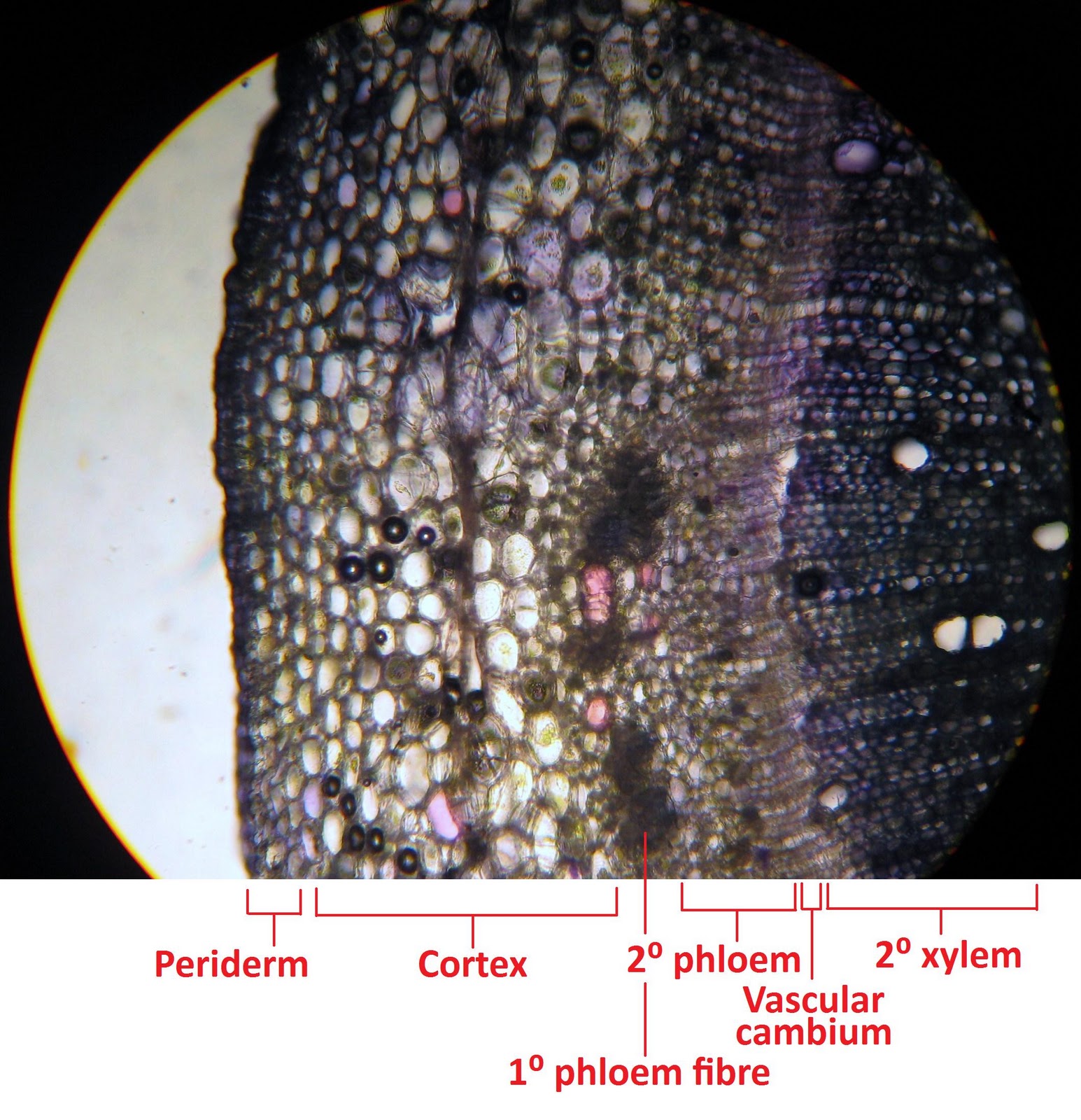 UBC Biology 210 Blog: Lab 4 - Stems: Structure and Function