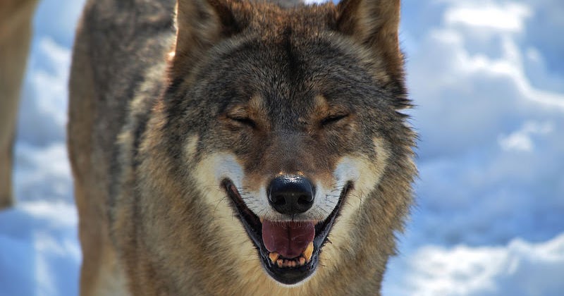 White Wolf : 17 Pictures Of Happiest Wolves Who Show The Best "Smiles"
