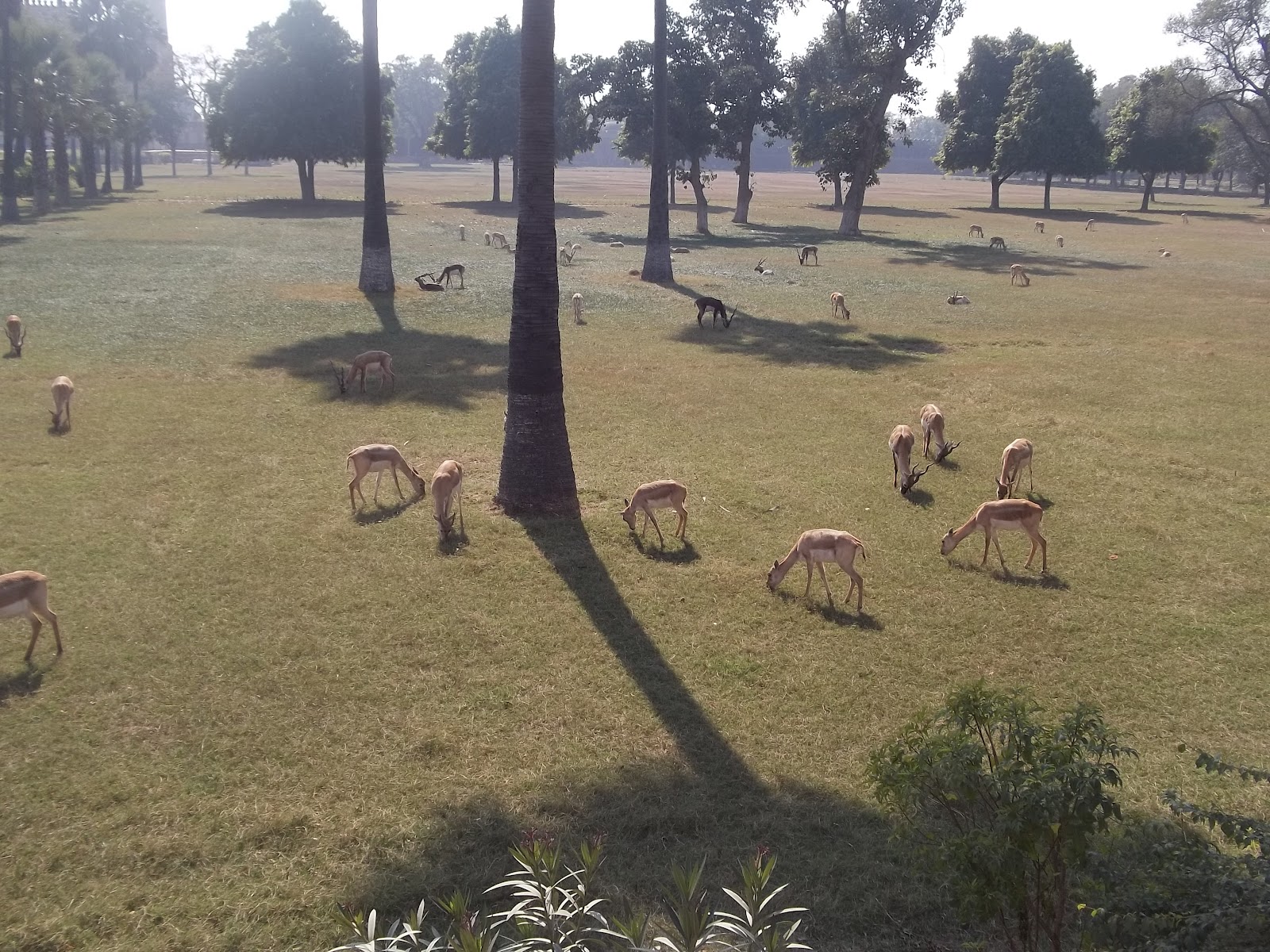 Wanderlust: Malsi Deer Park - Dehradun