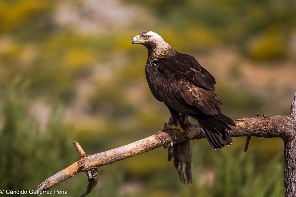 AGUILA IMPERIAL - Aquila Adalberti | Observatorio de la Naturaleza