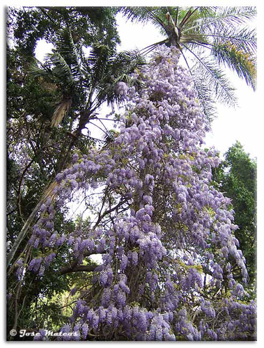 la naturaleza: Glicina