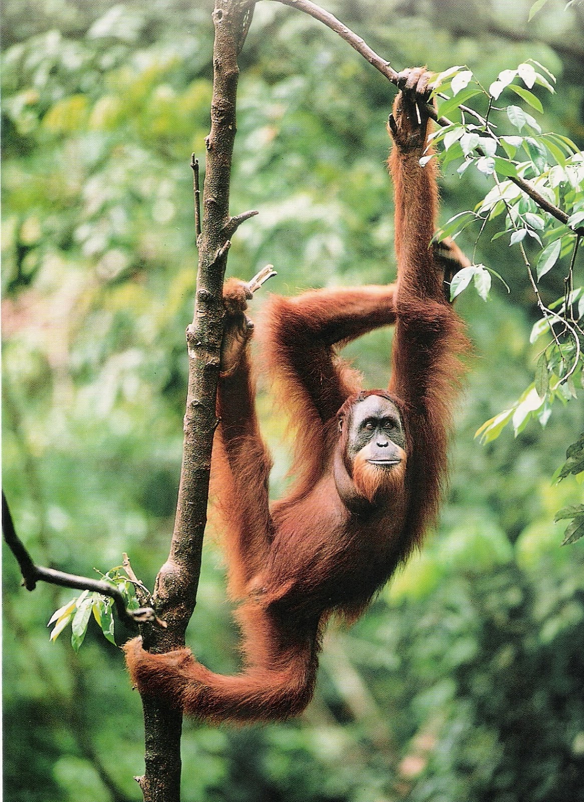 Zoológico Virtual do Koba: Orangotango