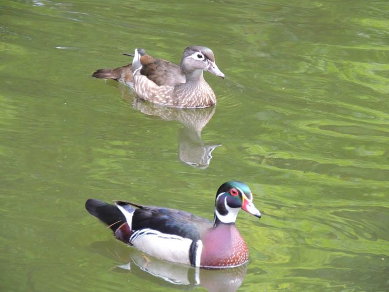 Bird Brainz: Birds, Birding, and Books: My Photos of Birds (My Life List)