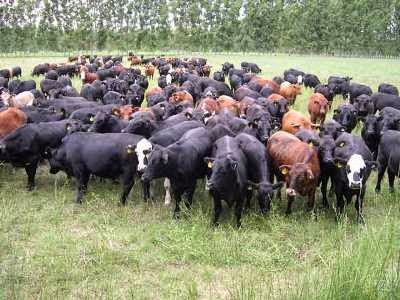 LA GANADERÍA : ¿QUÉ ES EL GANADO?