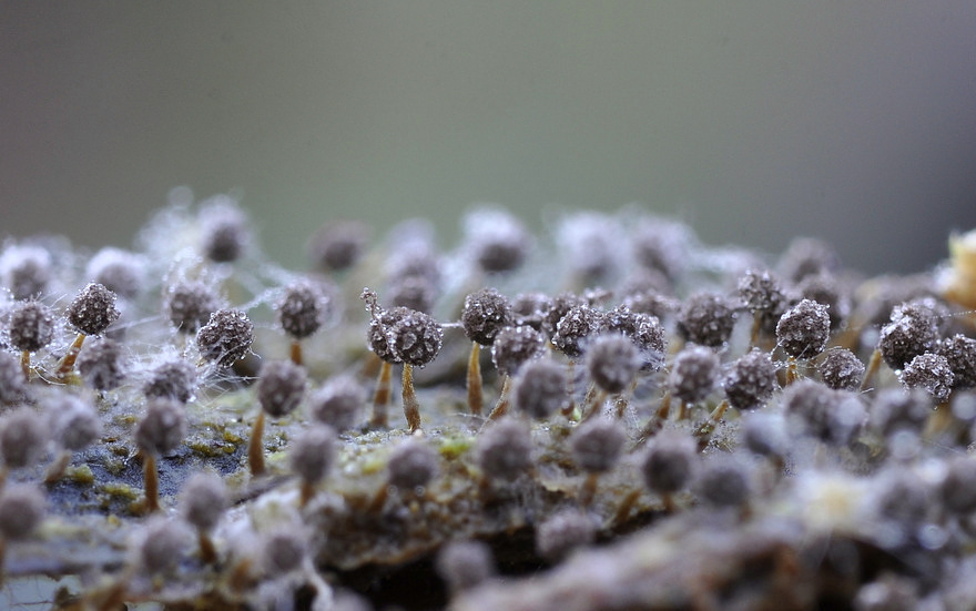 OBRAZY NATURY: Physarum.sp (maworek)