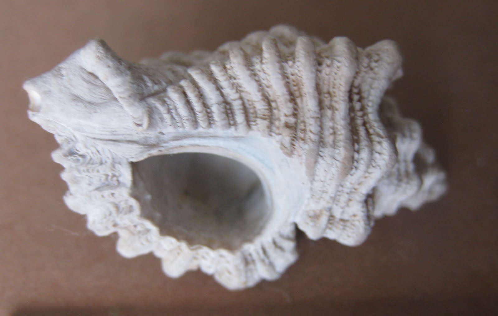 CUNCHAS DE ESTEIRO: Ocenebra erinacea