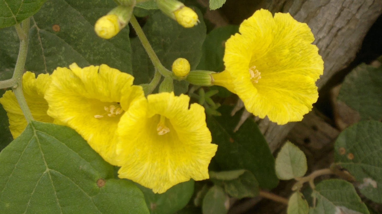 FLOR DE OVERAL PARA EL CÁNCER DE HÍGADO