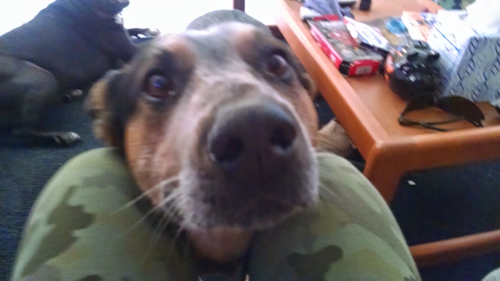 'Lissa's Life in the Southwest: Logandale and the Valley of Fire