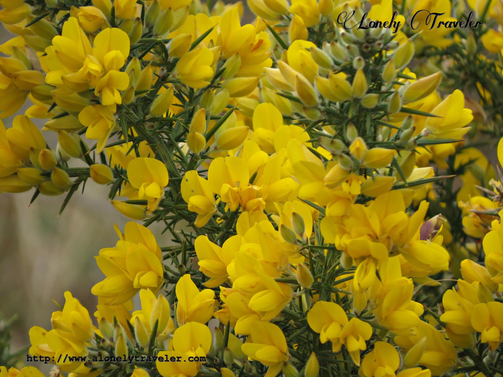 Common gorse - Ulex europaeus