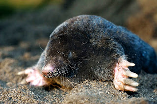 Universo Animal: El mundo de los topos