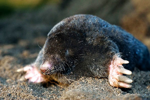 El mundo de los topos | Universo Animal