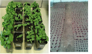 Nursery raising and management for vegetable crops - General Agriculture