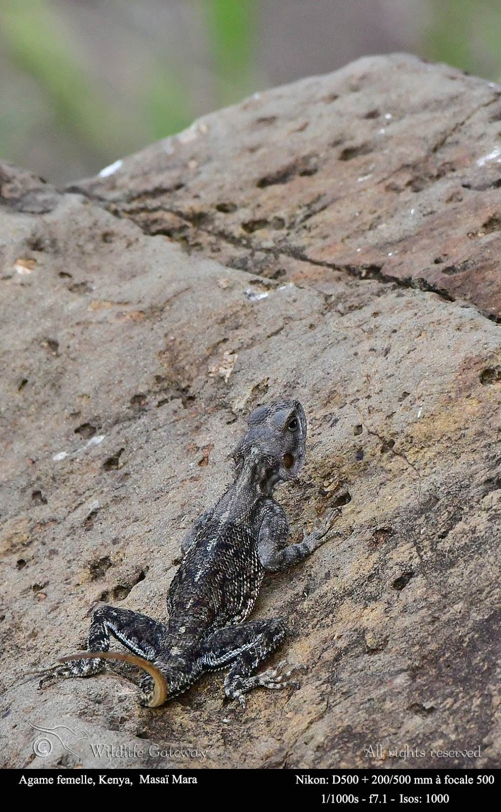 WILDLIFE GATEWAY: Les Agames des colons, ou Margouillat