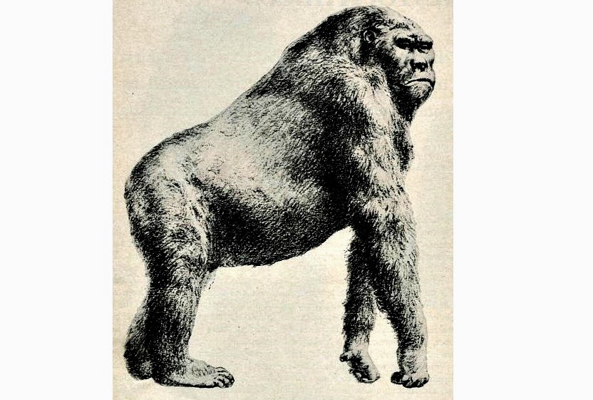 antrophistoria: ¿Qué acabó con el primate más gigantesco de la Tierra?
