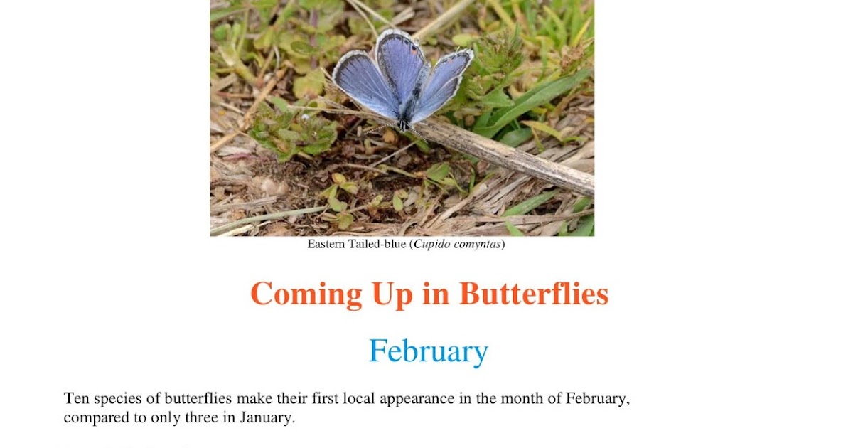 Coastal Virginia Wildlife Observatory: Coming Up in Butterflies: February