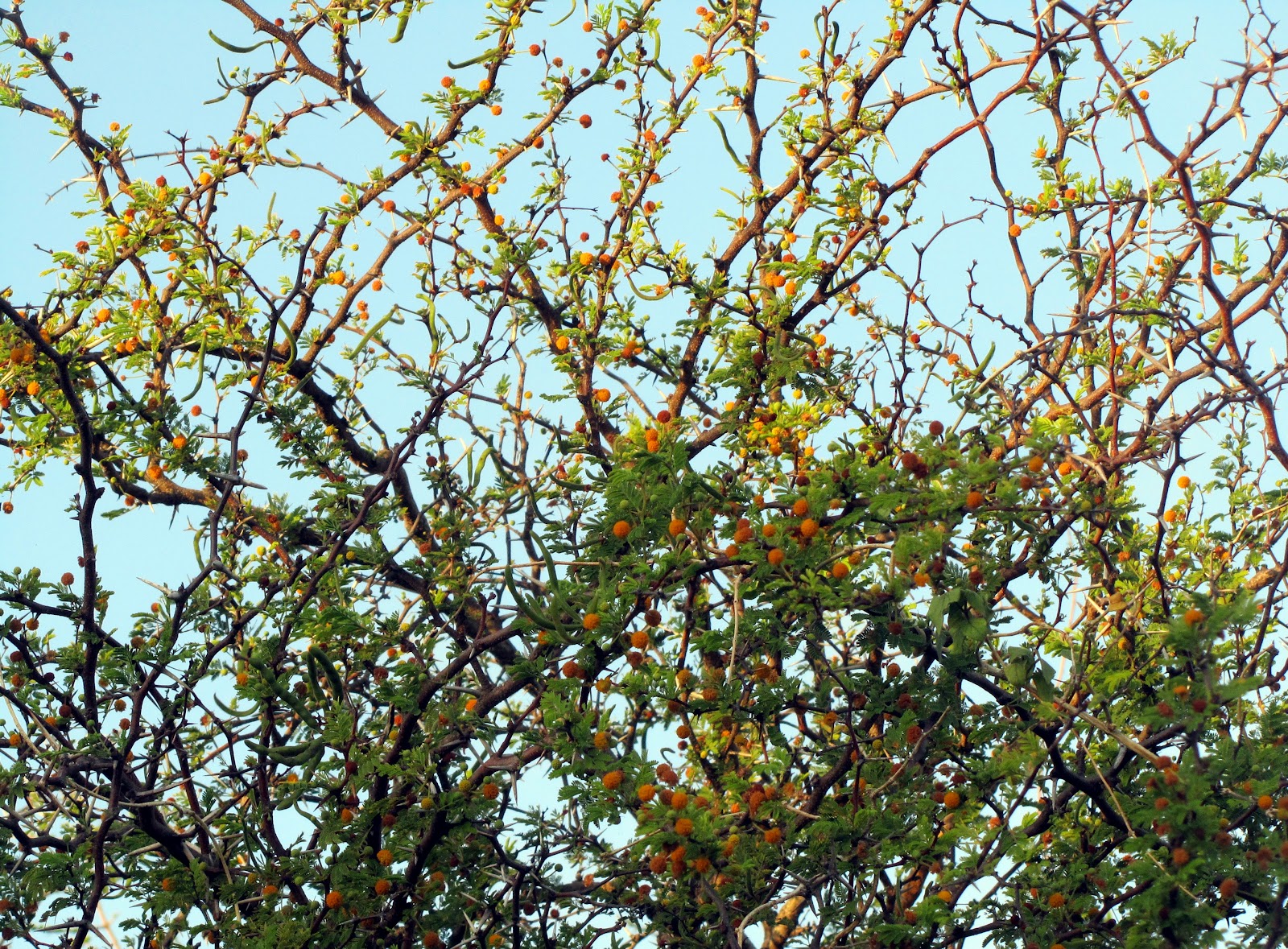 Hiking Curaçao - Flora and Fauna: Blooming Brasil and Wabi trees on the ...