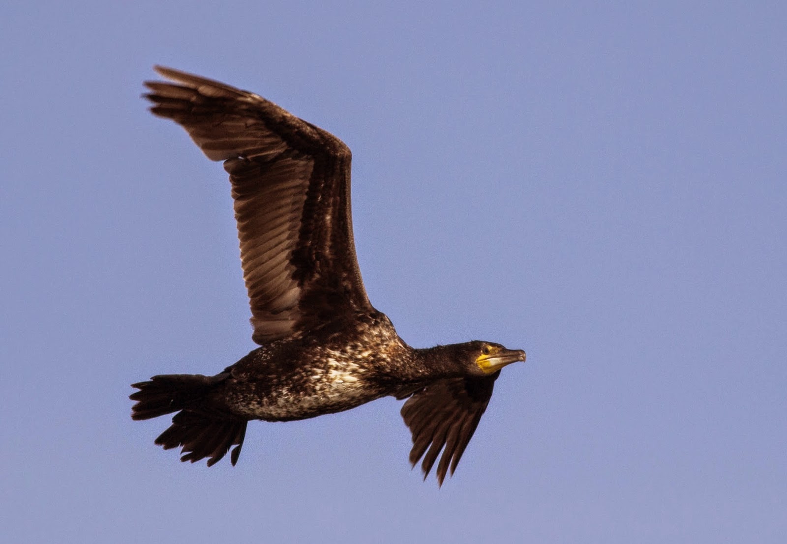 The Great British Bird Hunt: Week 29 02-11-2014 Birds Spotted: 2