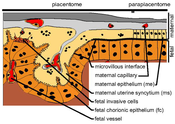 The Evolving Placenta: Placentation in lizards and a new syncytin