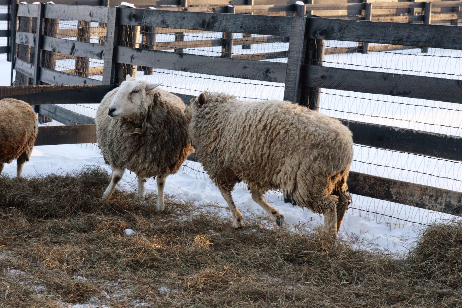 Punkin's Patch: Grumpy Old Men