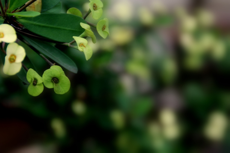 Down Memory Lane: Pereskia (Pokok Duri Tujuh Bilah)